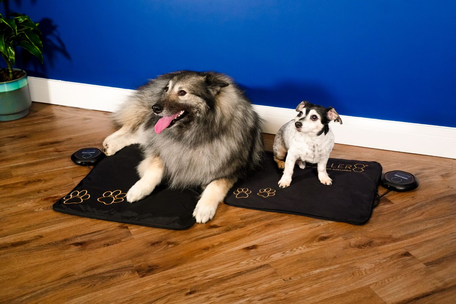 CELLER8® Unveils Innovative PEMF Mat For Pets With Removable, Washable ...