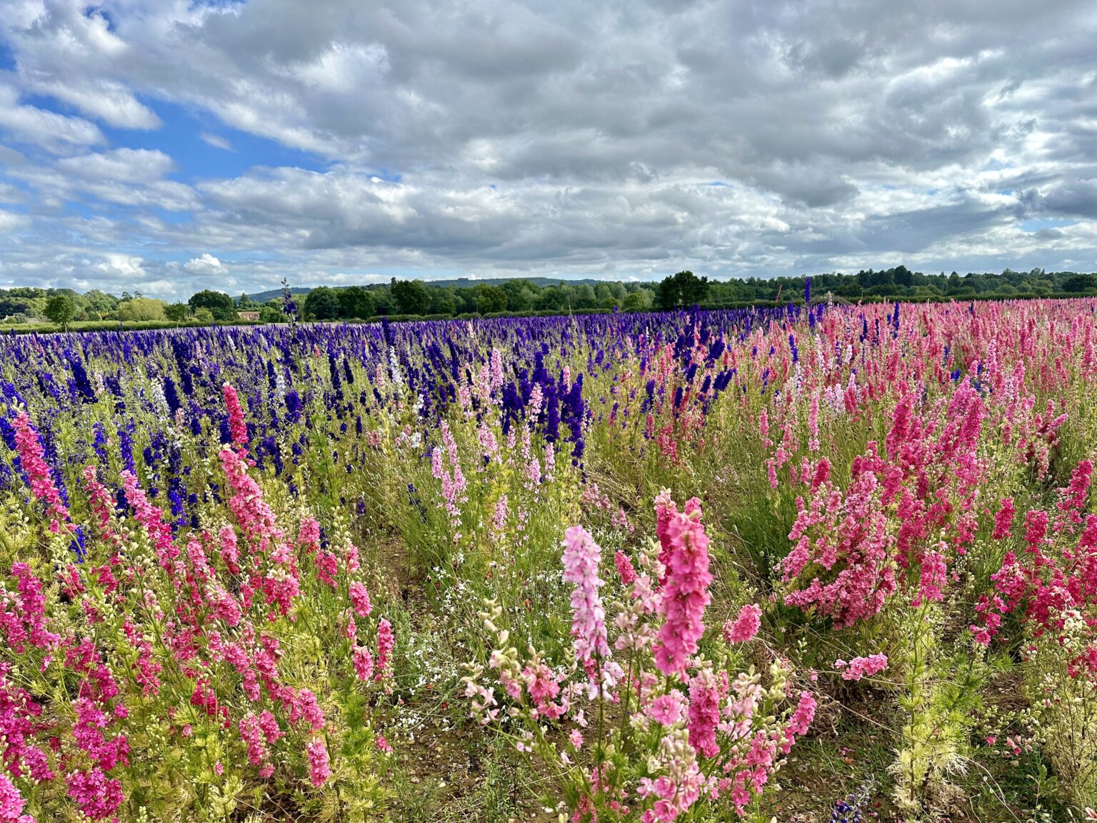 A Sea Of Colour Returns To The British Countryside: Confetti Flower ...