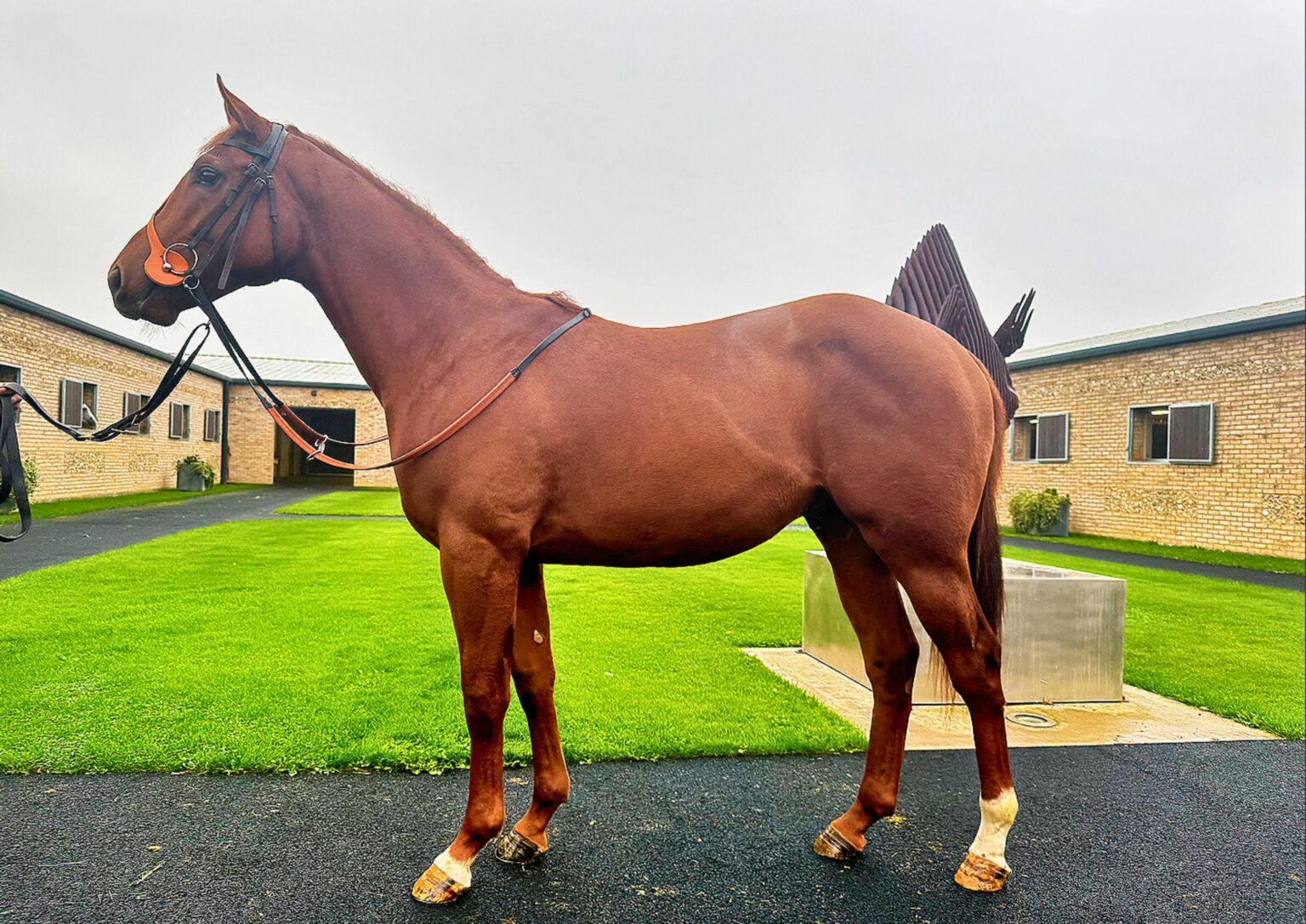‘One To Look Forward To’ Racing Club Announces New Colt From Me To You ...