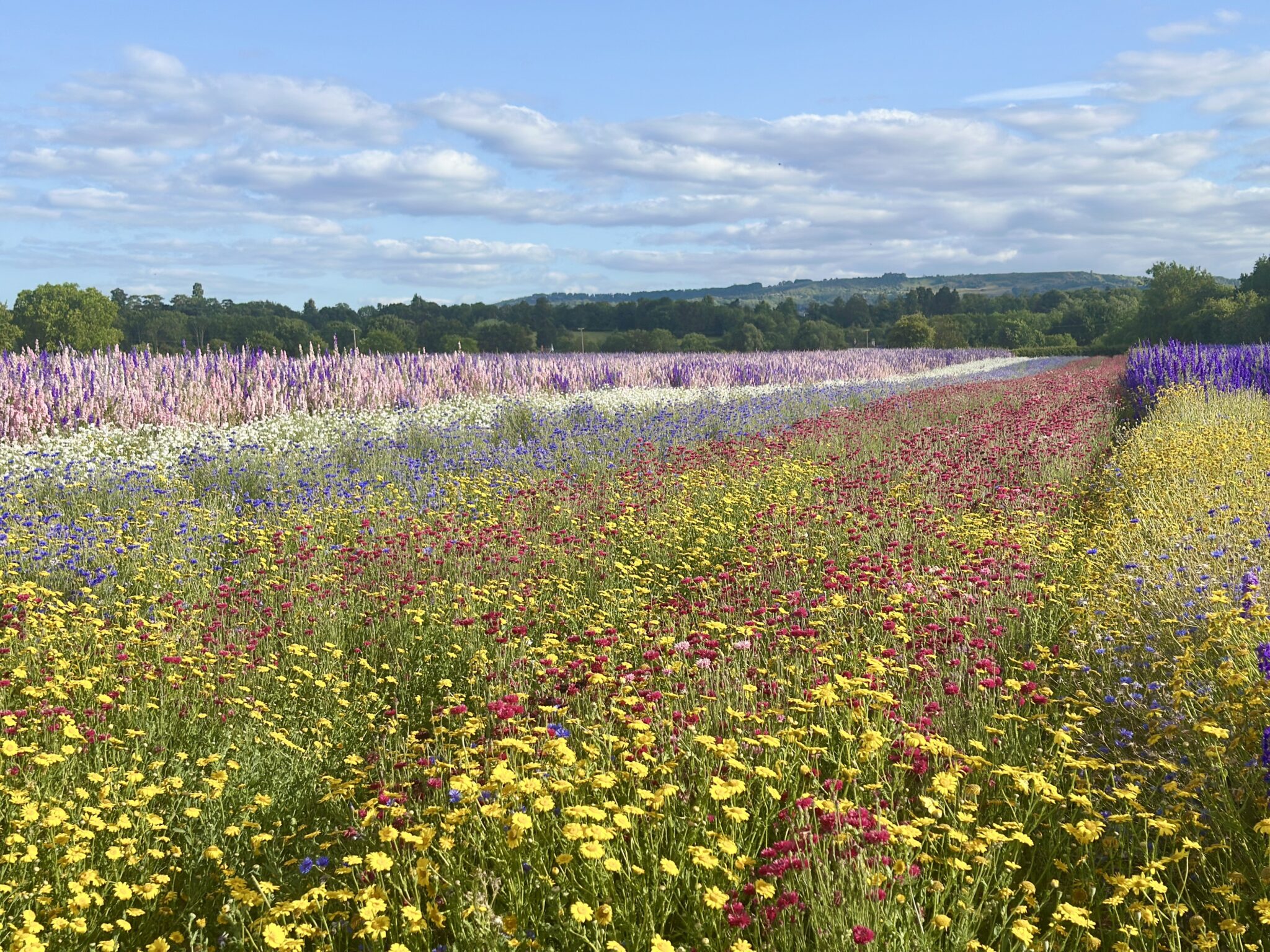 Confetti Flower Field Opening 2026 The Most Colourful And Biodiverse ...